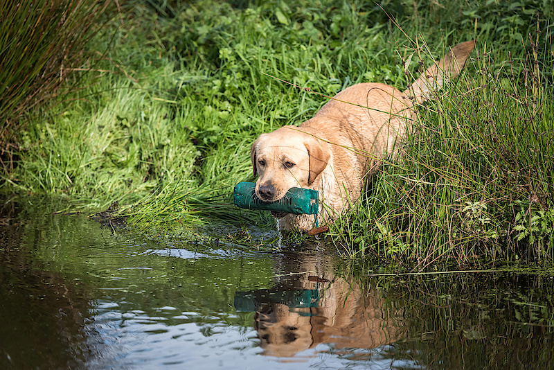Labrador hobby fokker we verwachten puppies - Fotogalerij