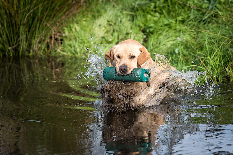 Labrador hobby fokker we verwachten puppies - Fotogalerij